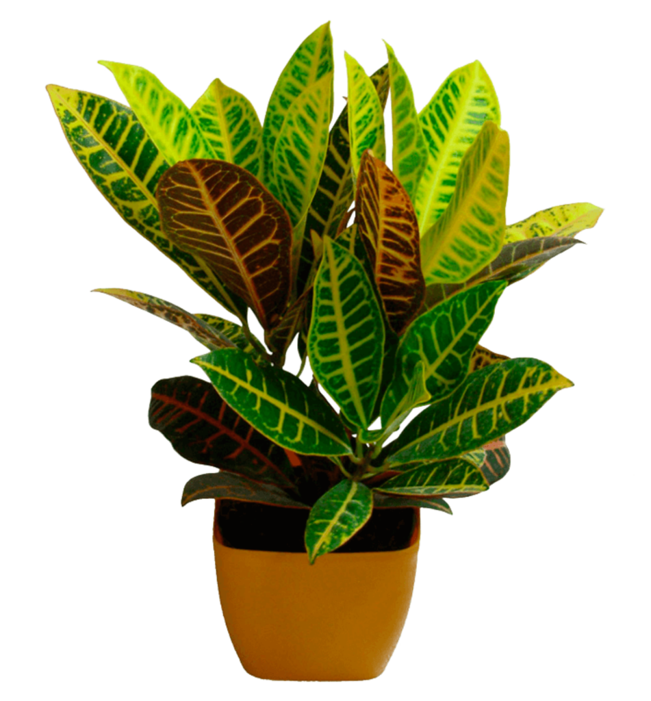 Mikado Crop Science – Mikado Crop Science is a leading manufacturer of ...